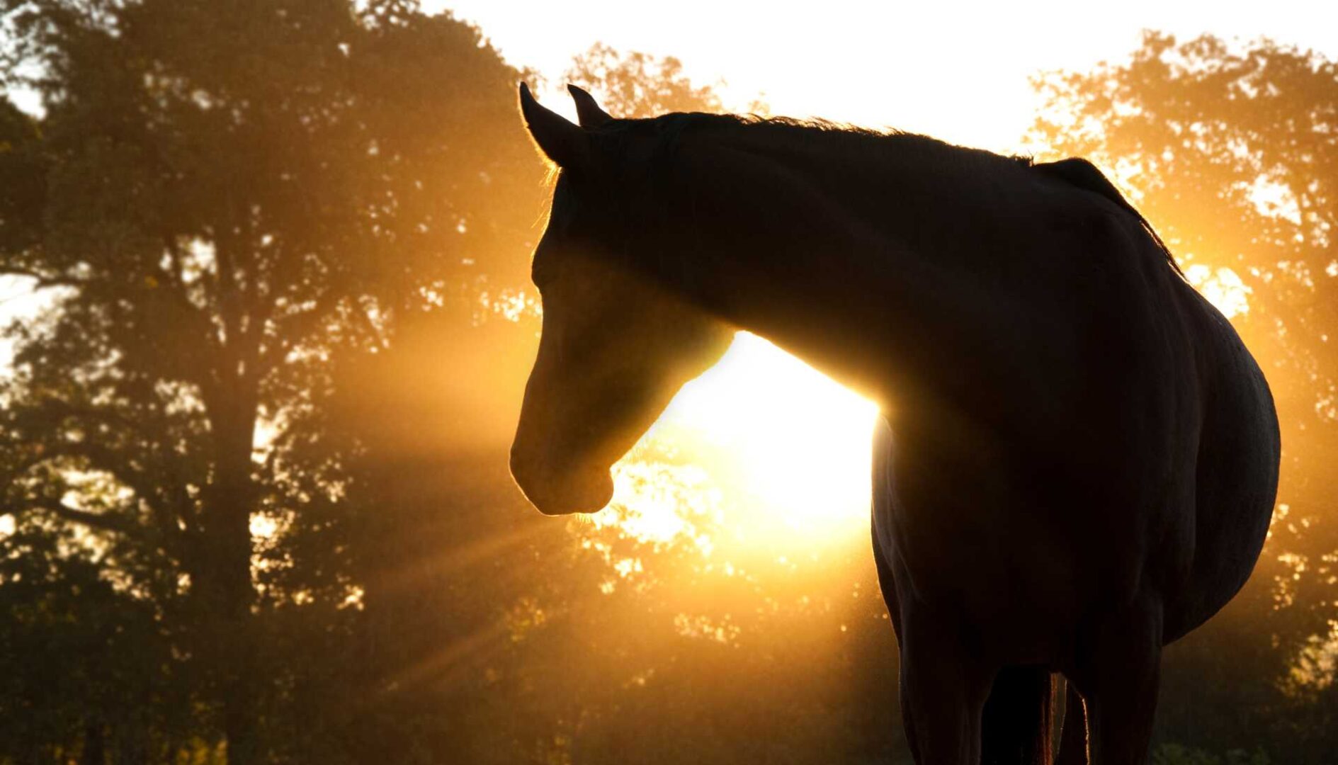 Syndicate ownership in high‑performance equestrian sport: Structuring ...